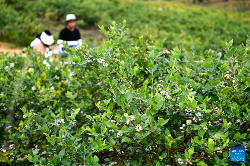 People harvest blueberries in Wengbao Village, SW China's Guizhou-Xinhua
