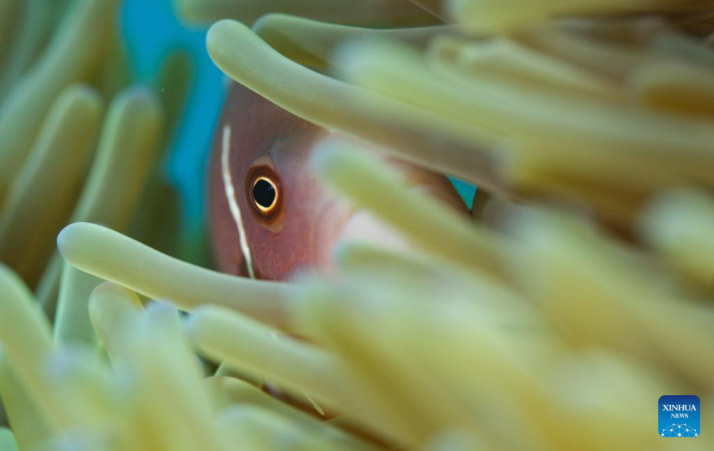 Marine ranch helps promote protection, restoration of marine ecosystem ...