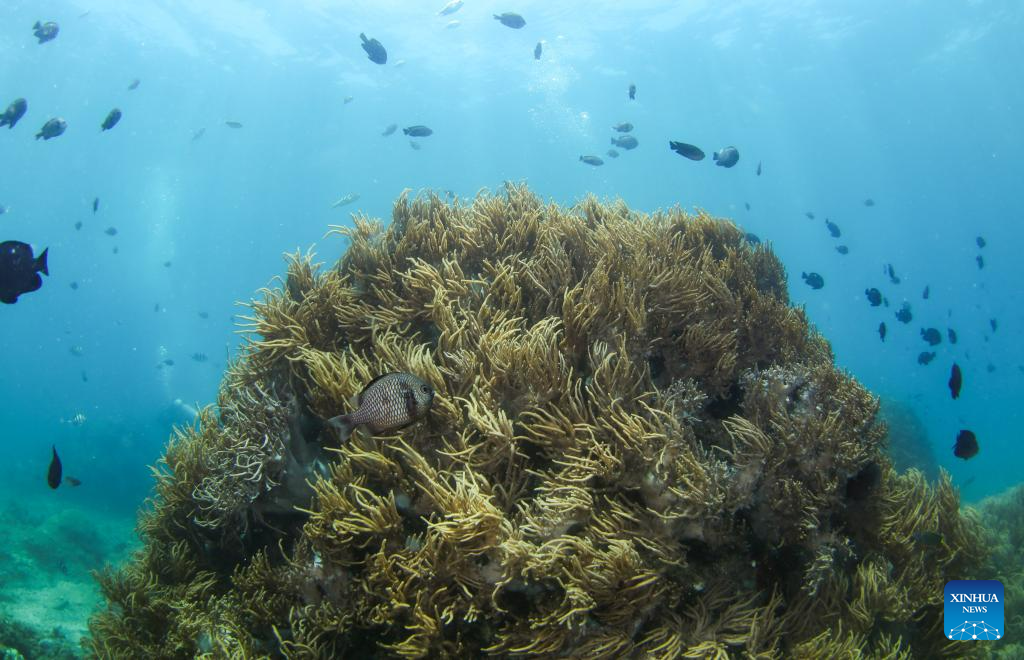 Marine ranch helps promote protection, restoration of marine ecosystem ...