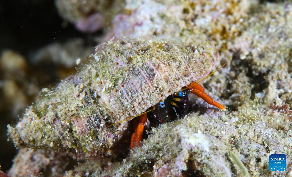Marine ranch helps promote protection, restoration of marine ecosystem ...