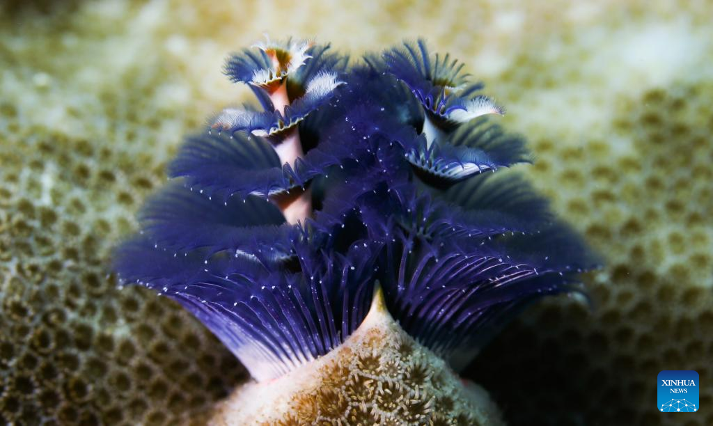 Marine ranch helps promote protection, restoration of marine ecosystem ...