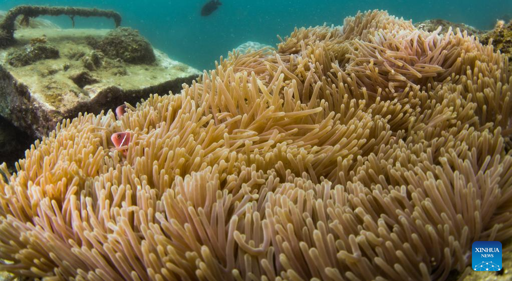 Marine ranch helps promote protection, restoration of marine ecosystem ...