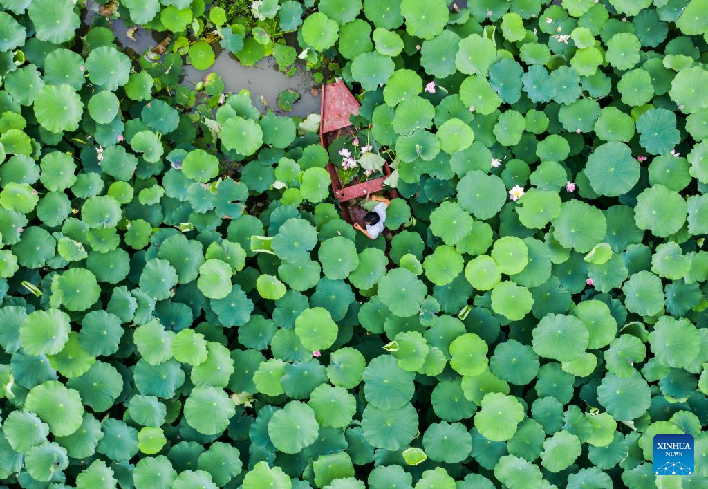 Donglin Town in E China focuses on green, sustainable development-Xinhua