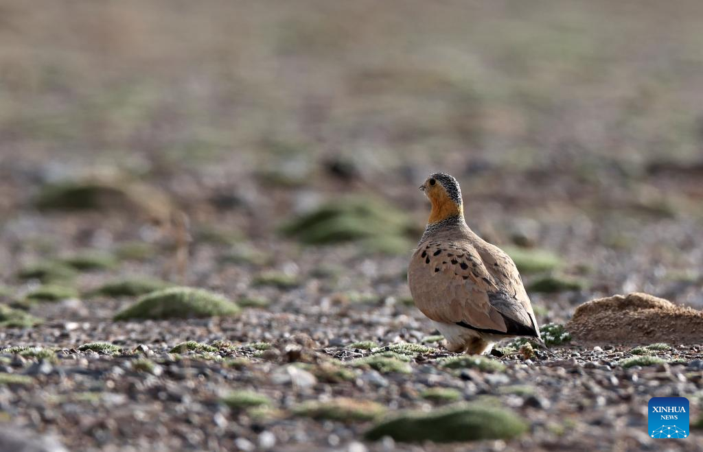 In pics: wild animals in Altun Mountains National Nature Reserve, NW ...