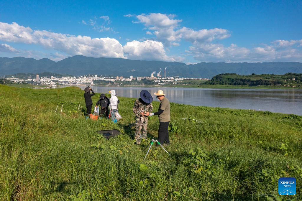 Three Gorges Reservoir witnesses improved ecological environment in SW ...