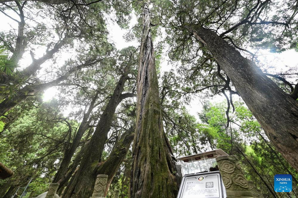 Ancient cypress trees preserved in section of road system, SW China's ...