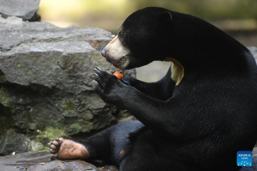 Sun bears attract tourists at Hangzhou Zoo-Xinhua
