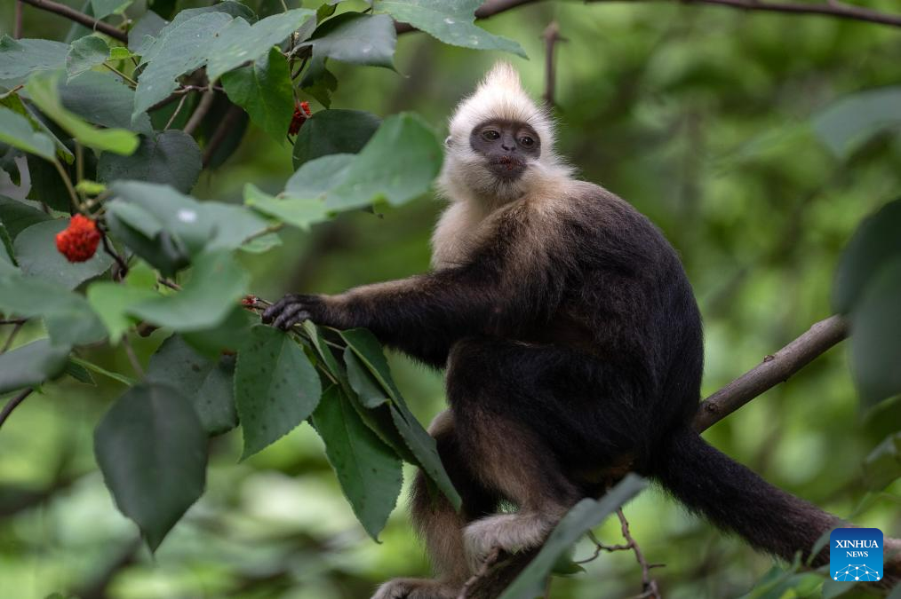 White-headed langurs spotted in S China's Guangxi-Xinhua