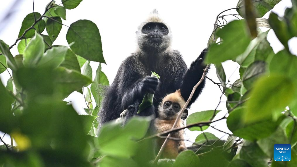 White-headed langurs spotted in S China's Guangxi-Xinhua