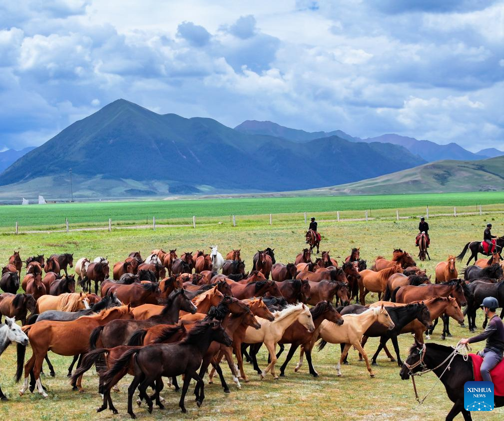 Shandan horses seen at breeding farm in NW China's Gansu-Xinhua