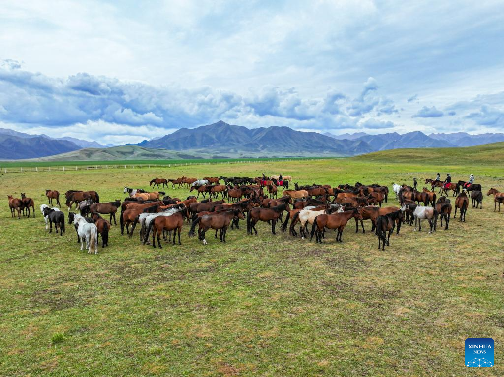 Shandan horses seen at breeding farm in NW China's Gansu-Xinhua