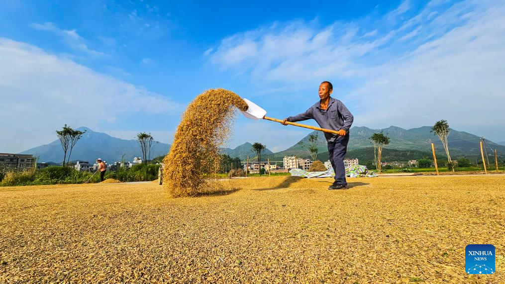 Autumn harvest in full swing in China-Xinhua