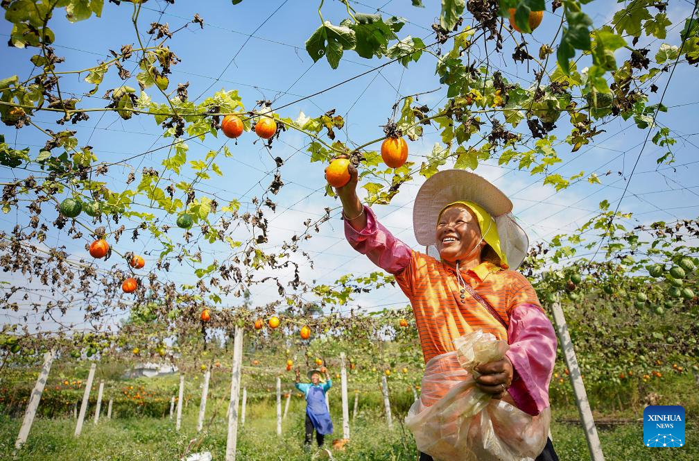 6th Chinese farmers' harvest festival observed across China-Xinhua