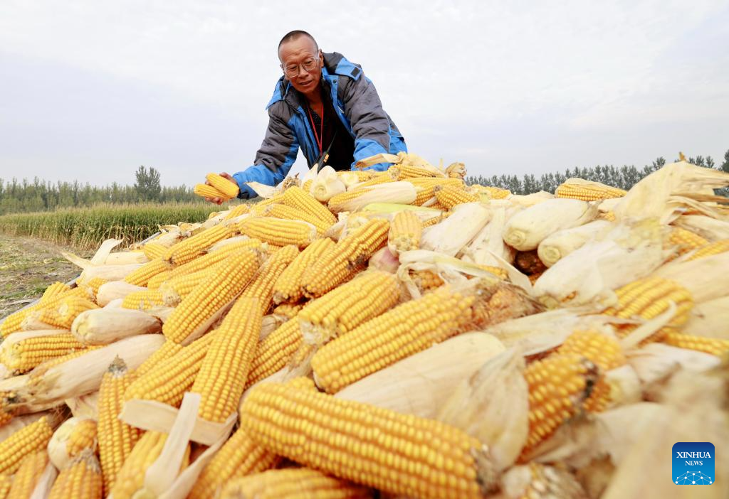 Farmers harvest corns in Hebei, N China-Xinhua
