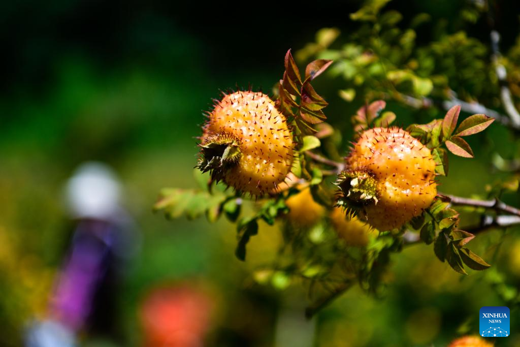 Throny fruits boost income of local farmers in China's Guizhou and ...