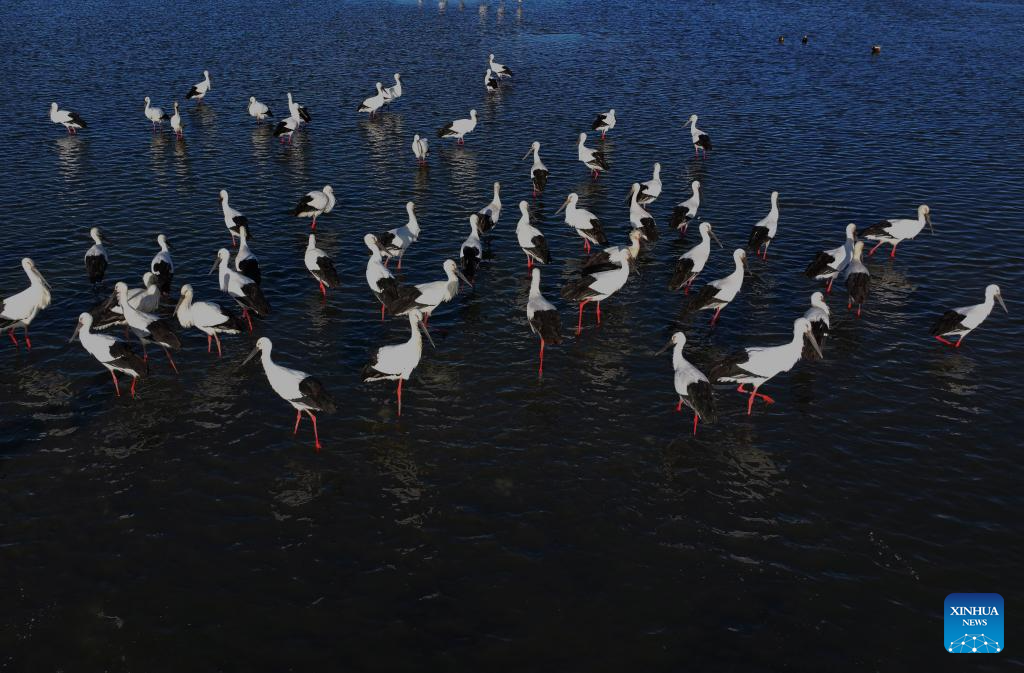Migratory birds seen at coastal wetlands in Tangshan, N China-Xinhua