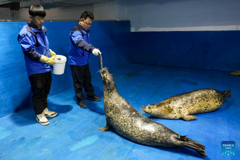 NE China's breeding base dedicated to increasing population of spotted seals-Xinhua