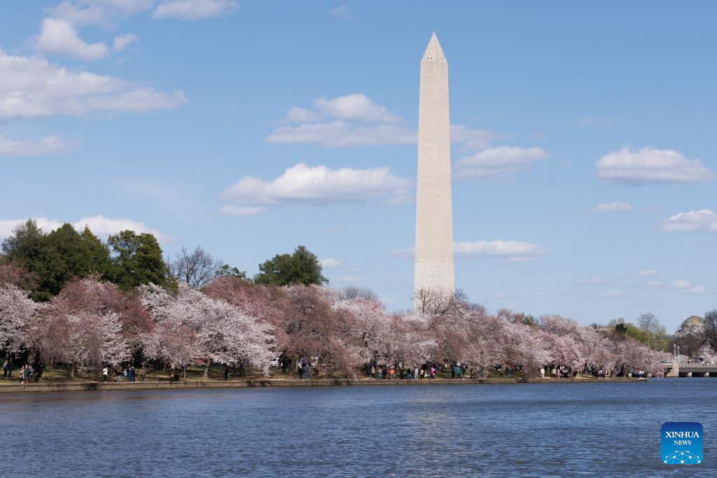 Cherry blossoms in Washington, D.C.-Xinhua