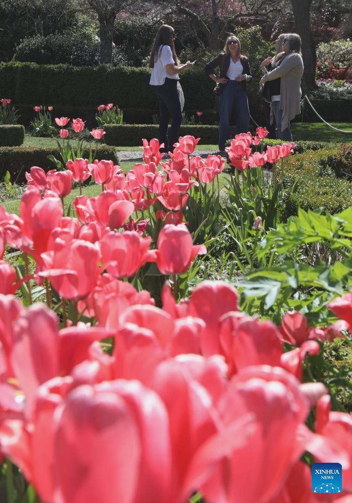 People enjoy spring scenery in Woodside, U.S. -Xinhua