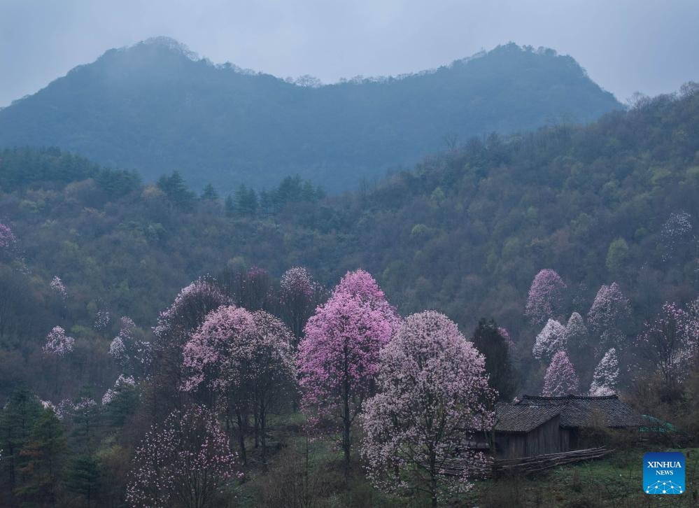 In pics: blooming magnolia flowers in village of SW China's Sichuan-Xinhua