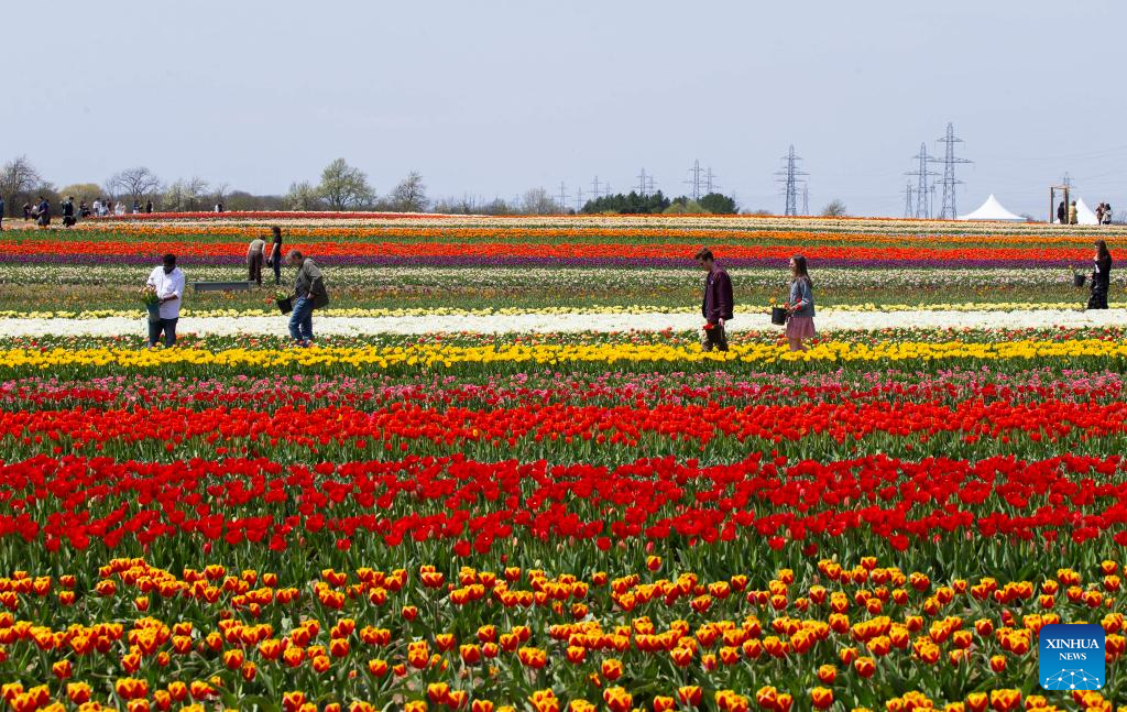 People visit tulip pick farm in Ontario, Canada-Xinhua
