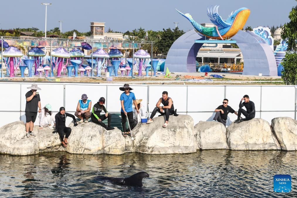 Rescued whale released in south China-Xinhua