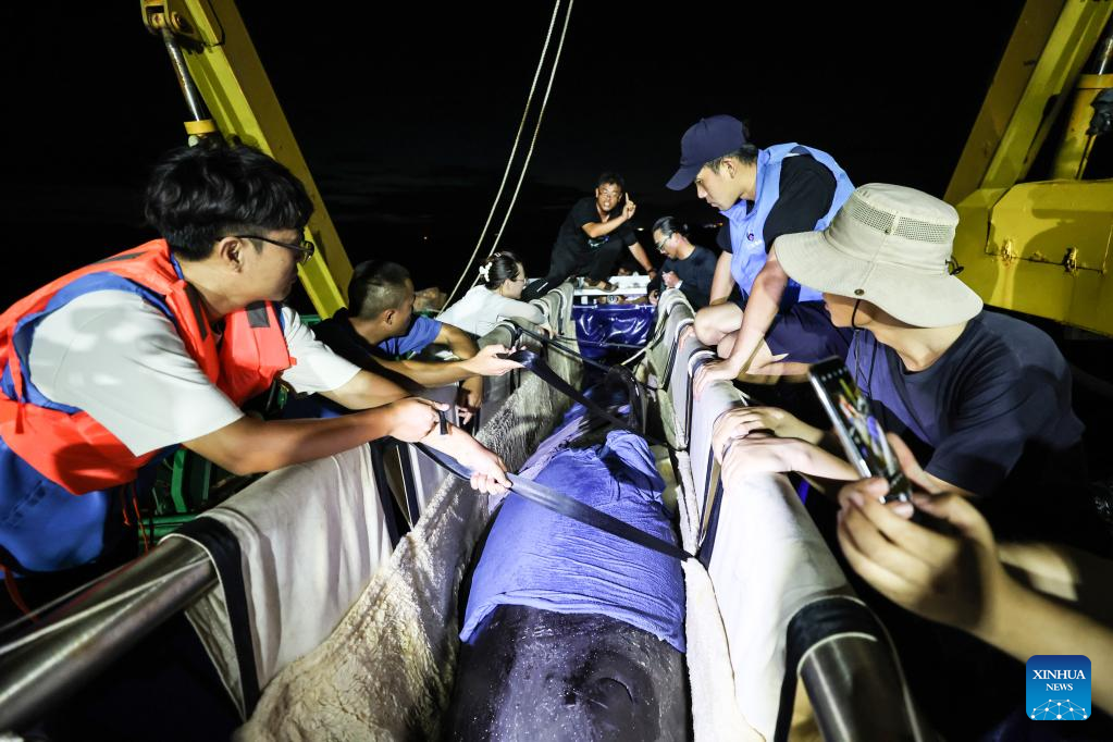 Rescued whale released in south China-Xinhua