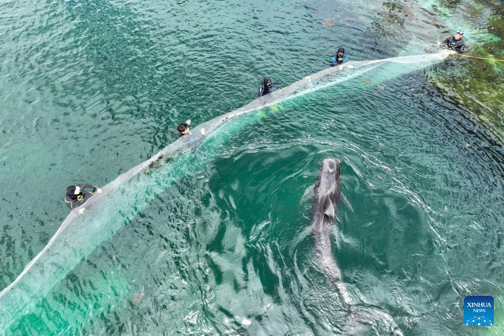 Rescued whale released in south China-Xinhua