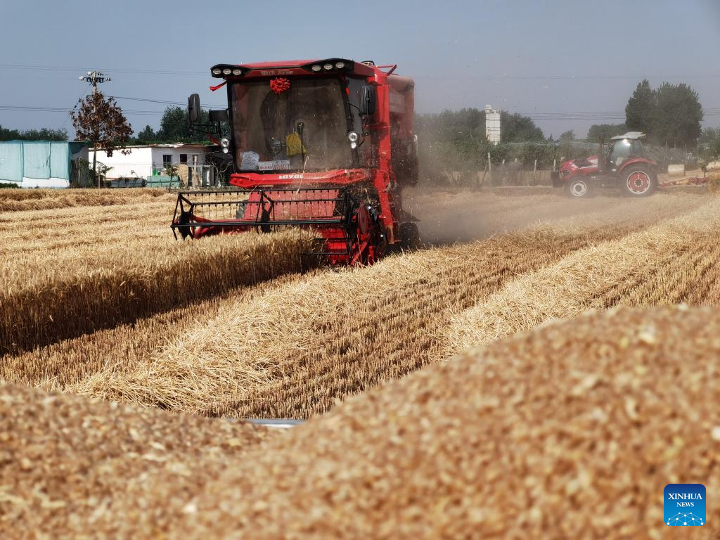 China reaps wheat amid efforts to ensure food security -Xinhua