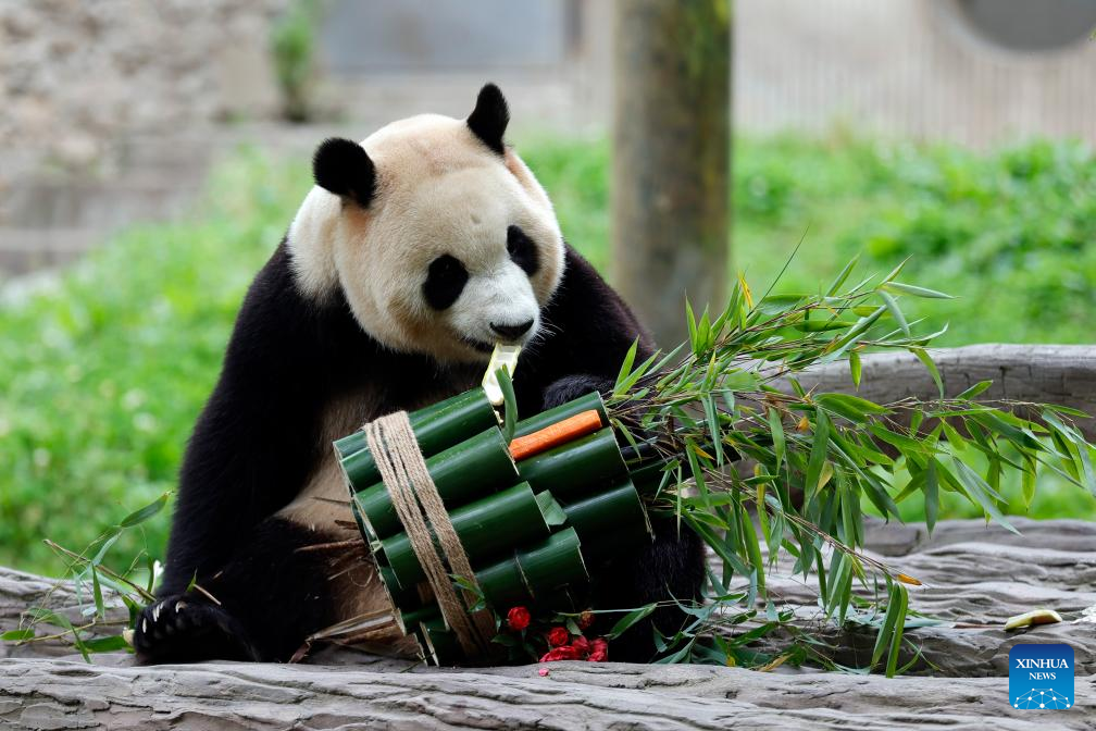 Giant panda star Fu Bao greets the public in southwest China-Xinhua