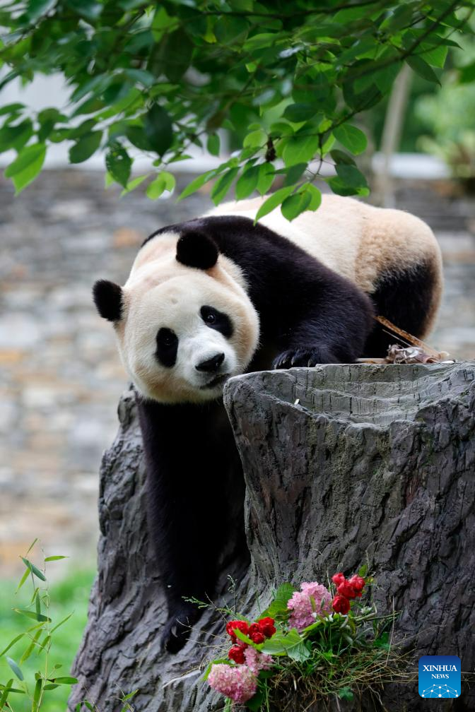 Giant panda star Fu Bao greets the public in southwest China-Xinhua