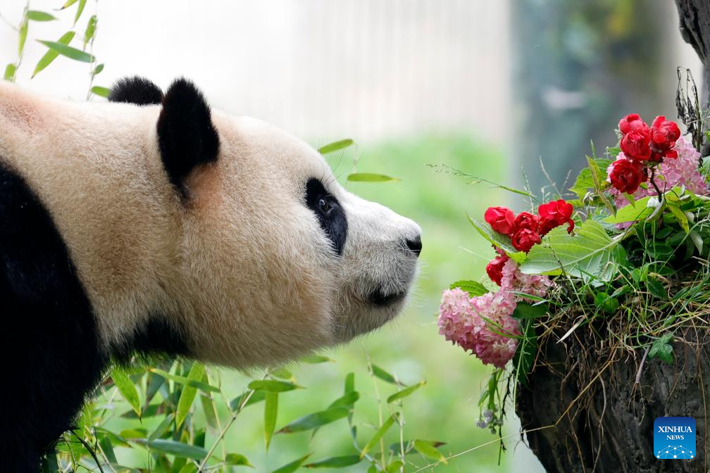 Giant panda star Fu Bao greets the public in southwest China-Xinhua