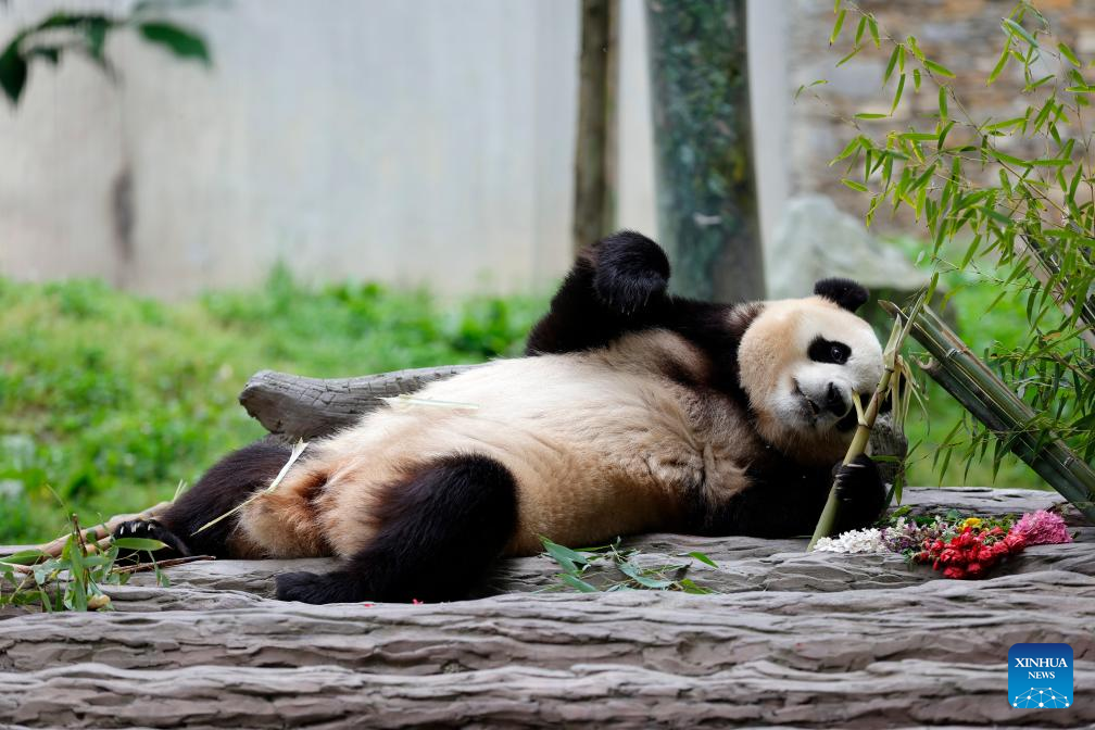Giant panda star Fu Bao greets the public in southwest China-Xinhua