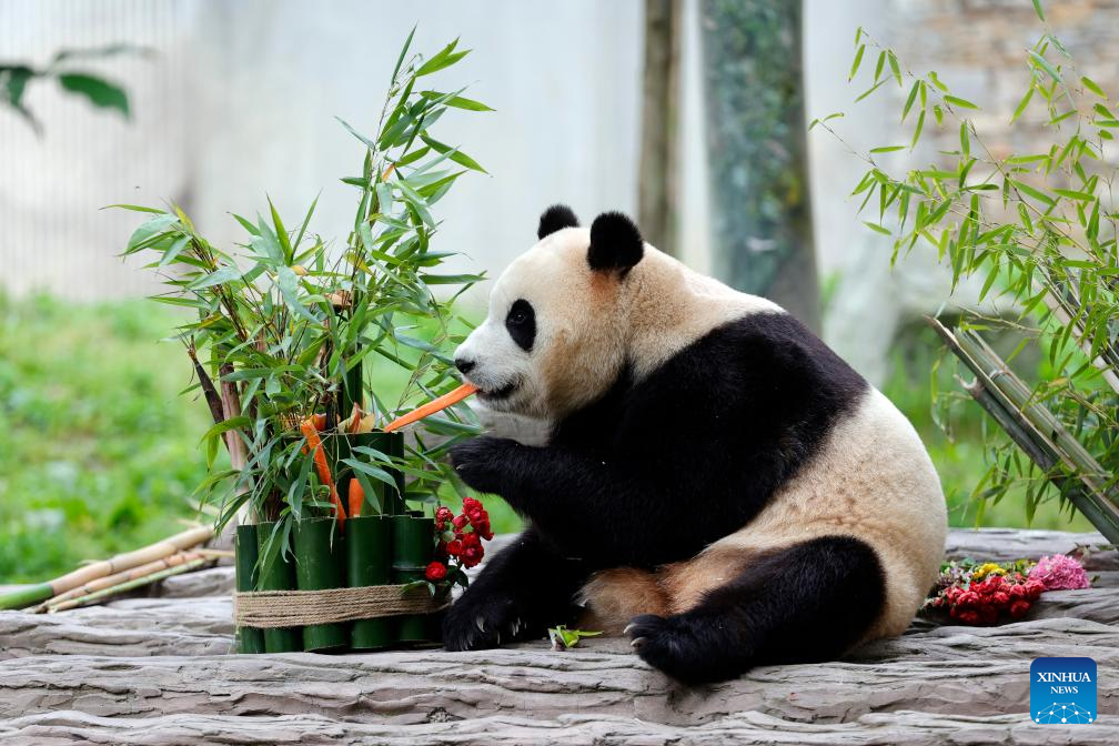 Giant panda star Fu Bao greets the public in southwest China-Xinhua