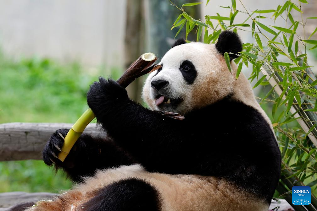 Giant panda star Fu Bao greets the public in southwest China-Xinhua