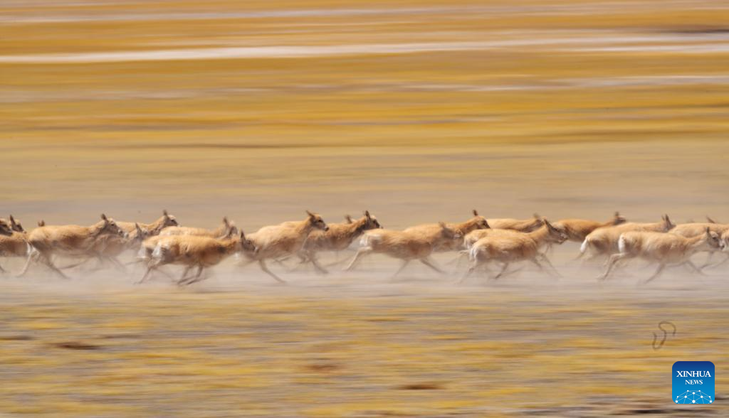 In pics: migration of Tibetan antelope in Xizang-Xinhua