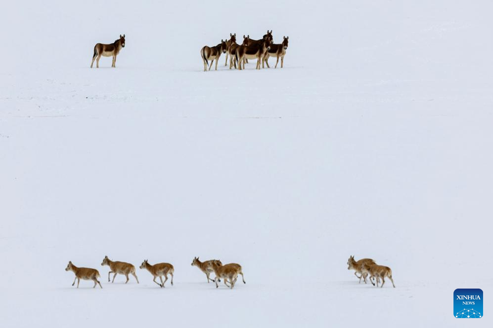 In pics: migration of Tibetan antelope in Xizang-Xinhua