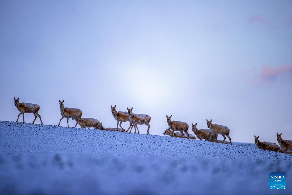 In pics: migration of Tibetan antelope in Xizang-Xinhua