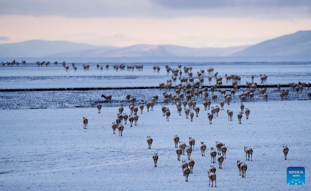 In pics: migration of Tibetan antelope in Xizang-Xinhua