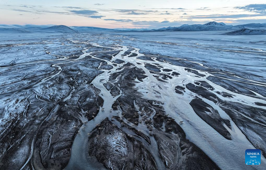 In pics: migration of Tibetan antelope in Xizang-Xinhua