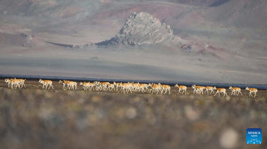 In pics: migration of Tibetan antelope in Xizang-Xinhua