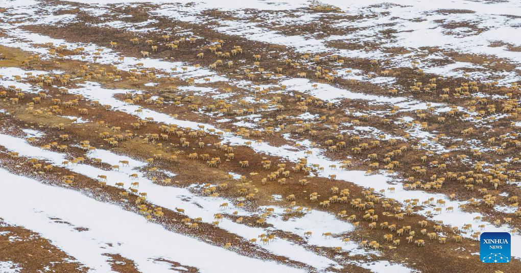 In pics: migration of Tibetan antelope in Xizang-Xinhua
