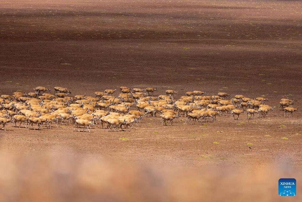 In pics: migration of Tibetan antelope in Xizang-Xinhua