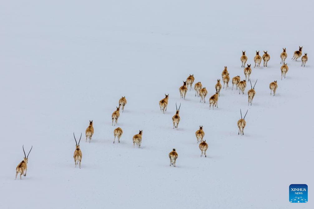 In pics: migration of Tibetan antelope in Xizang-Xinhua
