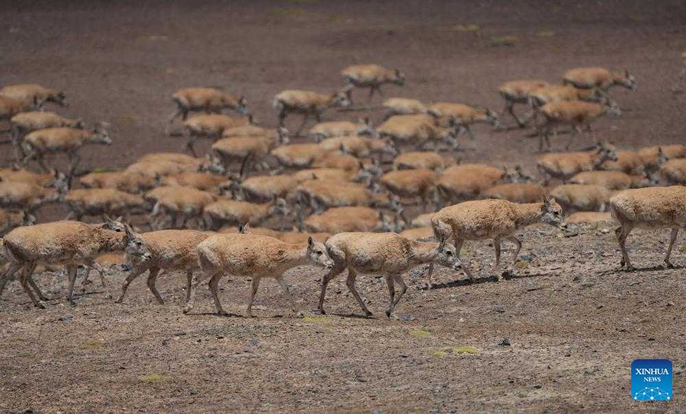 In pics: migration of Tibetan antelope in Xizang-Xinhua