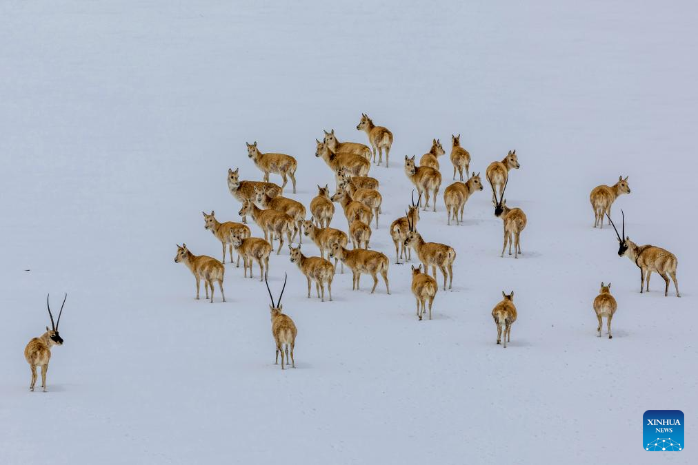 In pics: migration of Tibetan antelope in Xizang-Xinhua