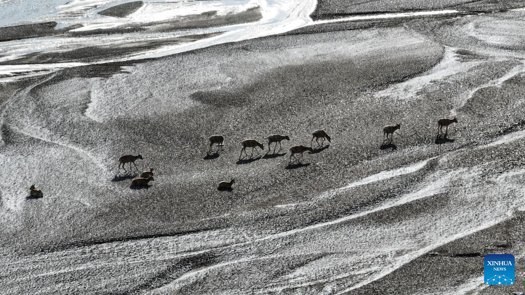 In pics: migration of Tibetan antelope in Xizang-Xinhua