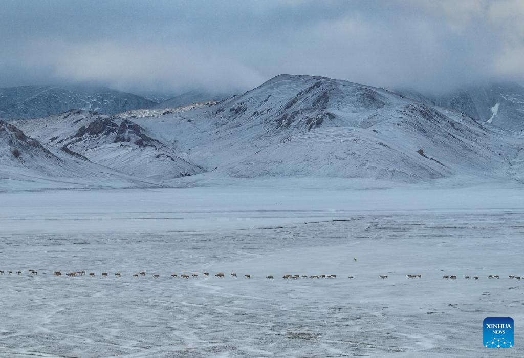 In pics: migration of Tibetan antelope in Xizang-Xinhua