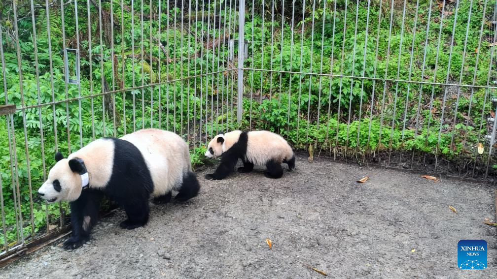 China makes significant progress in panda conservation-Xinhua