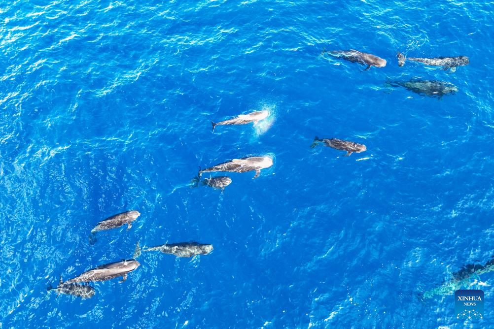 Large number of cetaceans witnessed in S China's Hainan-Xinhua